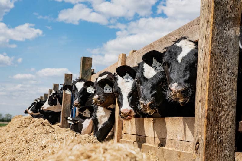 Non-antibiotic approaches to control mastitis in dairy cows